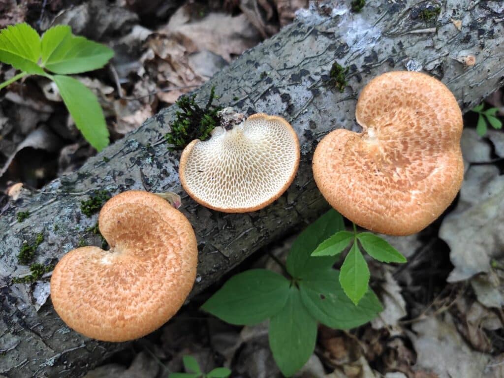Honeycomb Polypore: Identification, Edibility, and Ecological Uses ...