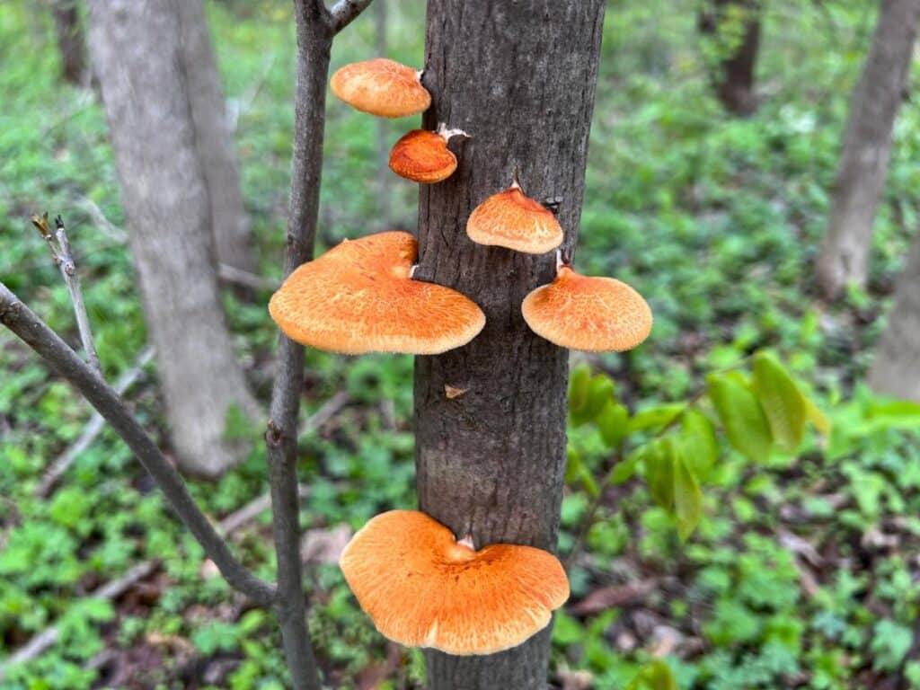 Honeycomb Polypore: Identification, Edibility, and Ecological Uses ...