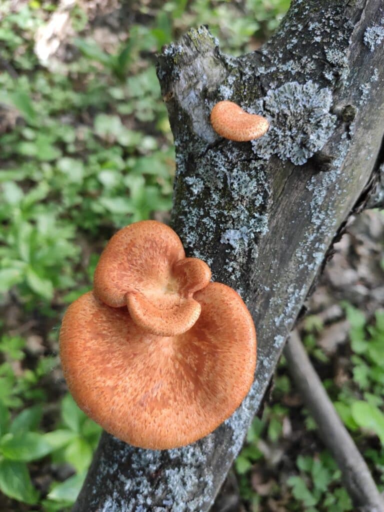 Honeycomb Polypore: Identification, Edibility, and Ecological Uses ...