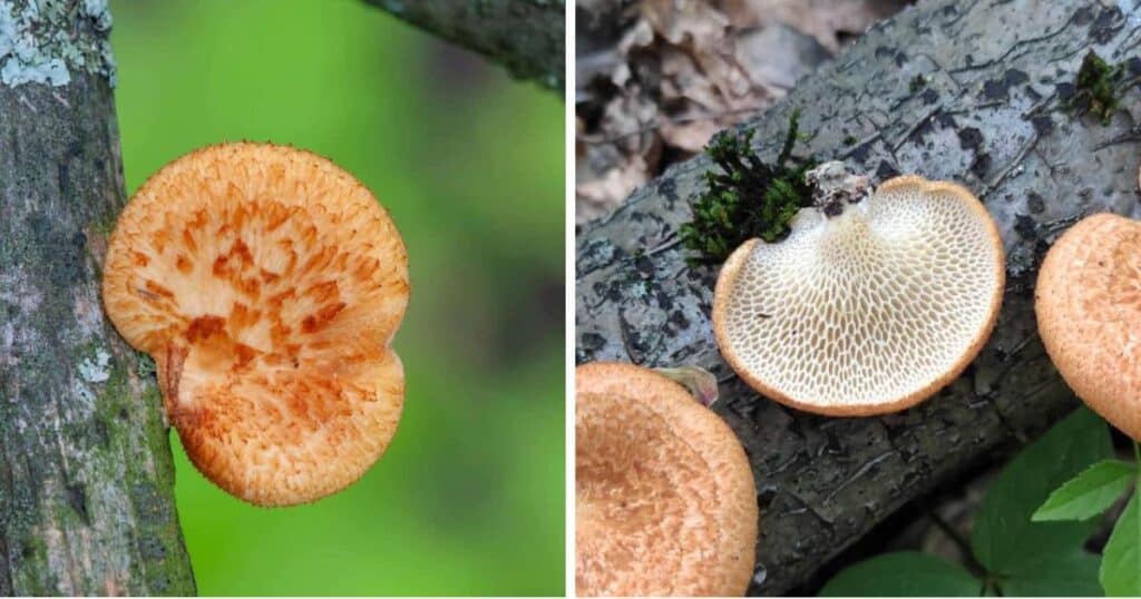 Honeycomb Polypore: Identification, Edibility, and Ecological Uses ...
