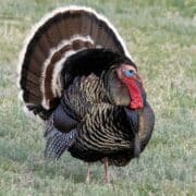 Tracking The Turkey Tail Mushroom: Complete Identification Guide ...