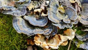 Tracking The Turkey Tail Mushroom: Complete Identification Guide ...