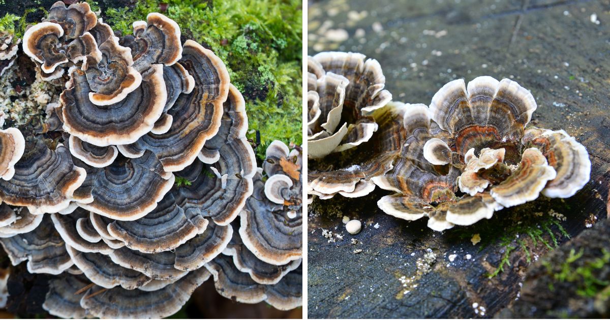 Tracking The Turkey Tail Mushroom: Complete Identification Guide ...