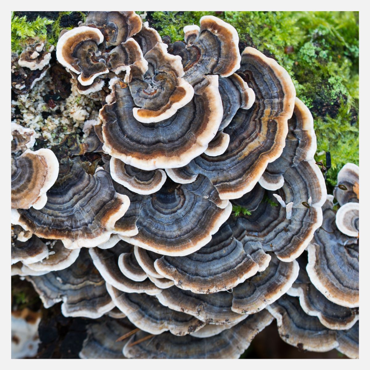 Polypores - Mushroom Appreciation