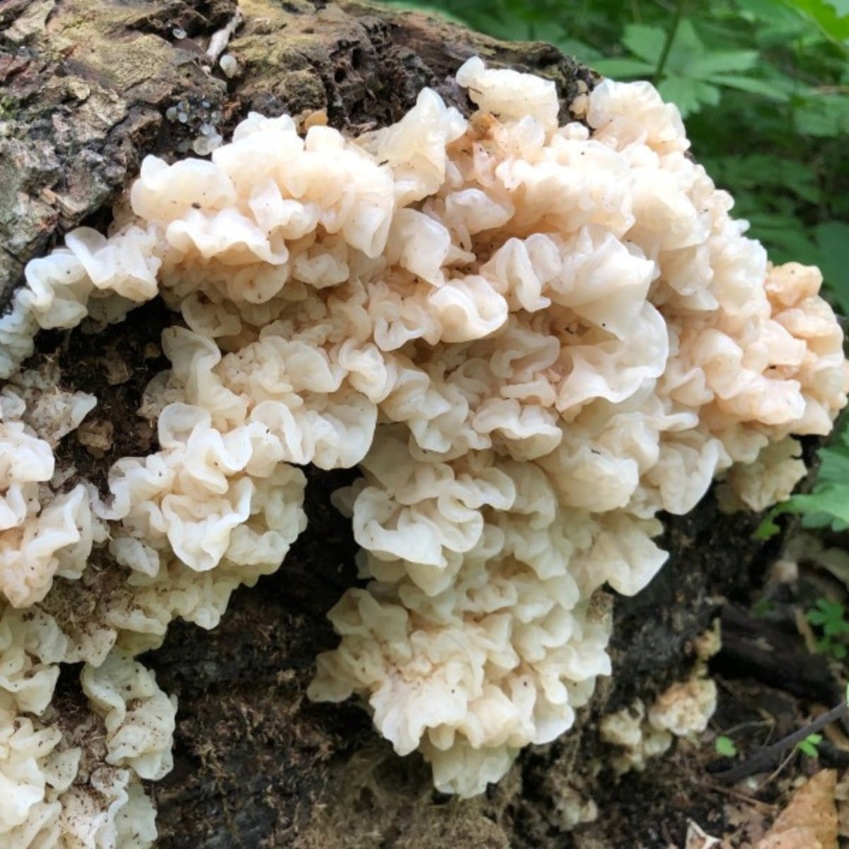 Amber Jelly Roll Fungus: Identification, Foraging, and Uses - Mushroom ...