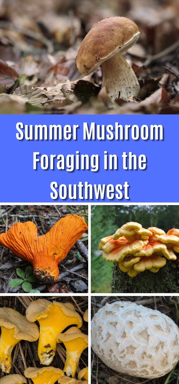 Summer Mushroom Foraging In The Southwest - Mushroom Appreciation