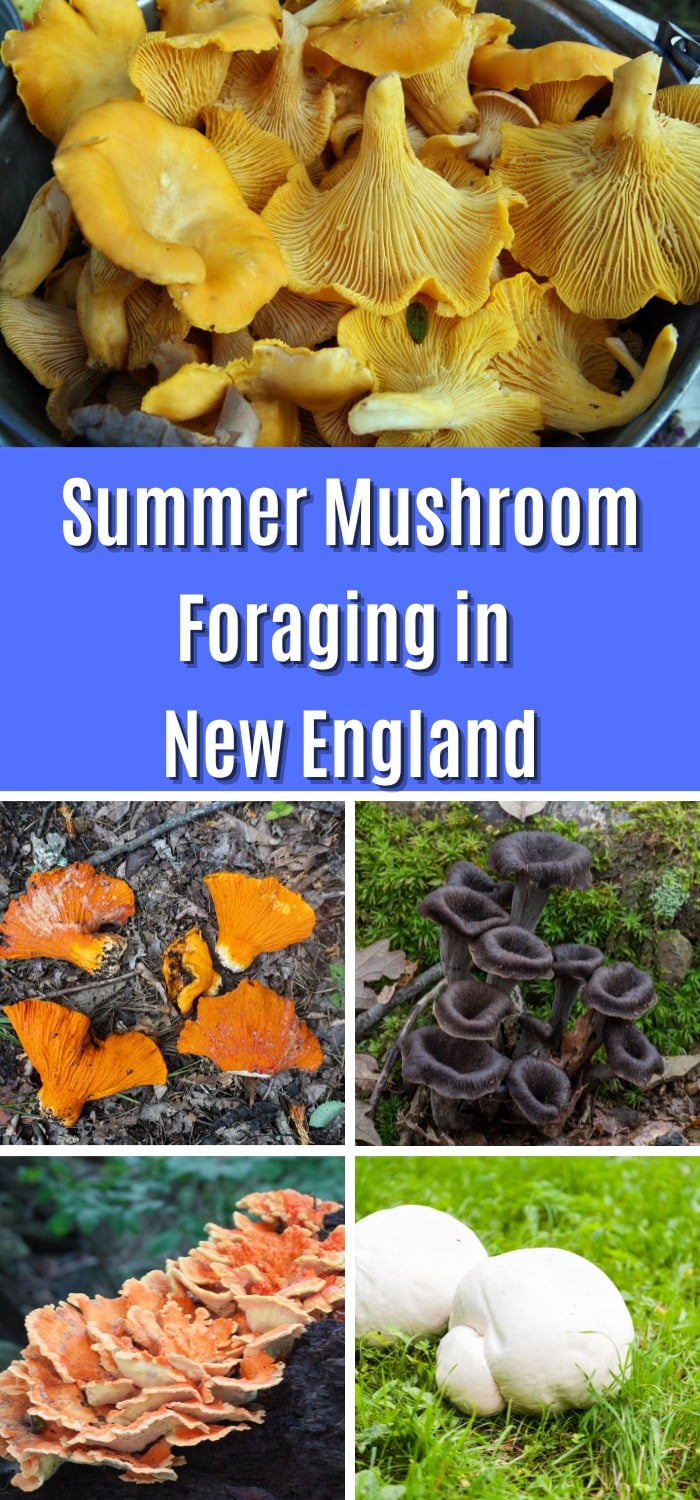 Summer Mushroom Foraging in New England - Mushroom Appreciation