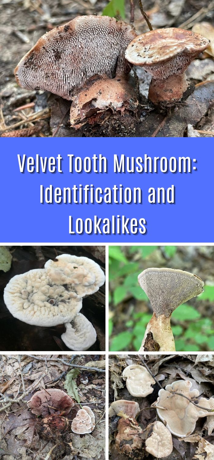 Velvet Tooth Mushroom: Identification and Lookalikes - Mushroom ...
