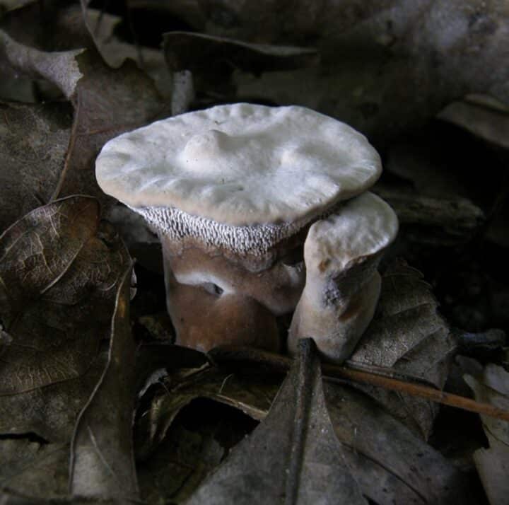 Velvet Tooth Mushroom: Identification and Lookalikes - Mushroom ...