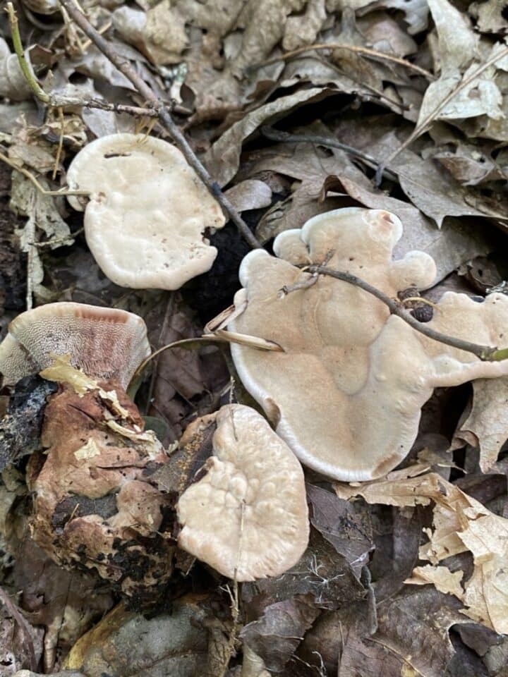 Velvet Tooth Mushroom: Identification and Lookalikes - Mushroom ...
