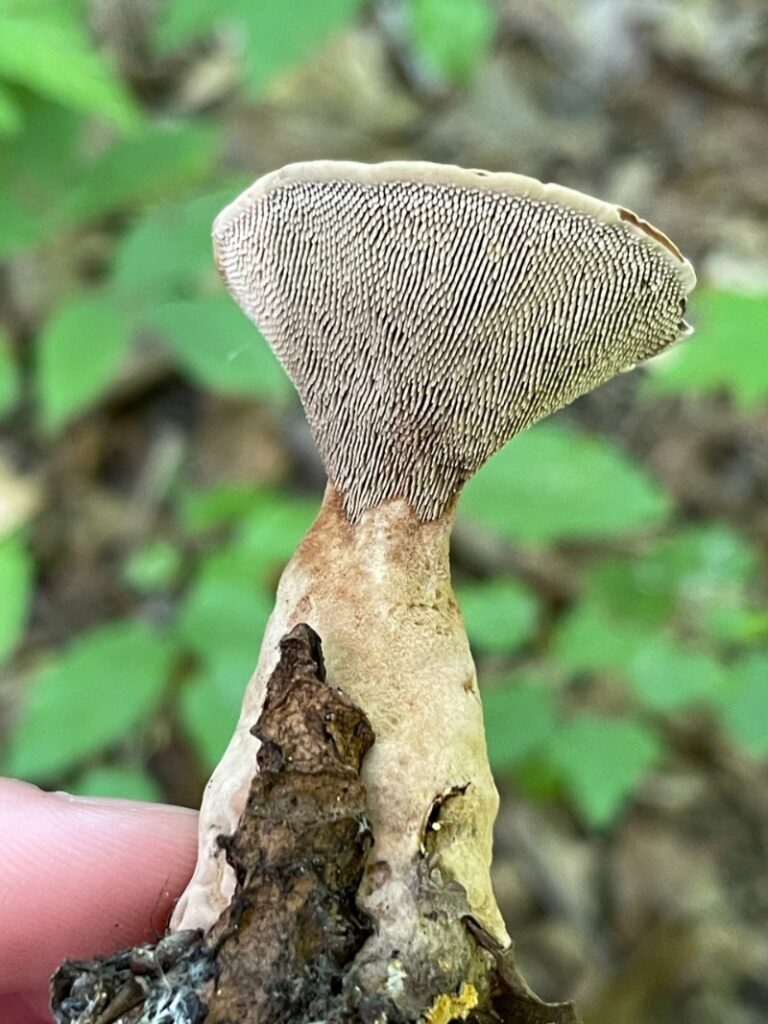 Velvet Tooth Mushroom: Identification and Lookalikes - Mushroom ...
