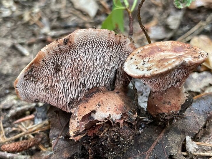 Velvet Tooth Mushroom: Identification and Lookalikes - Mushroom ...