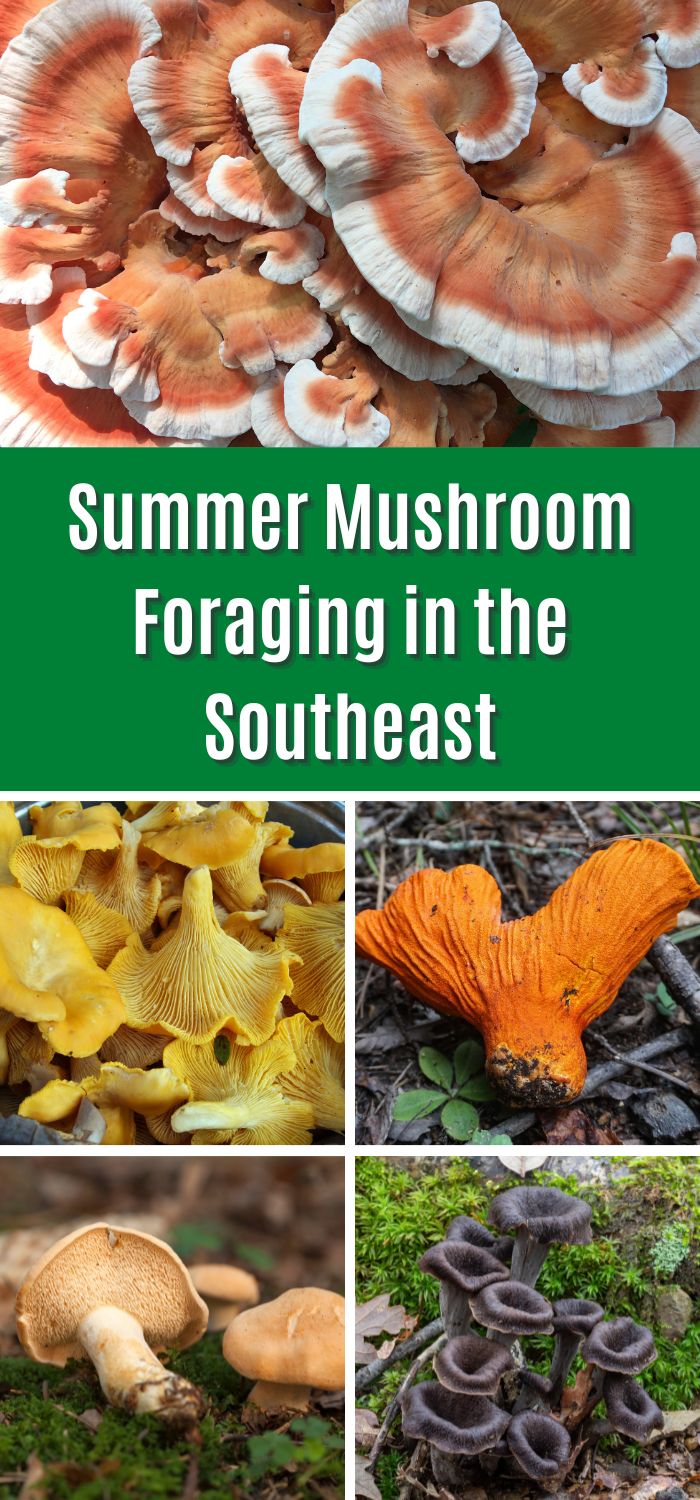 Summer Mushroom Foraging In The Southeast - Mushroom Appreciation