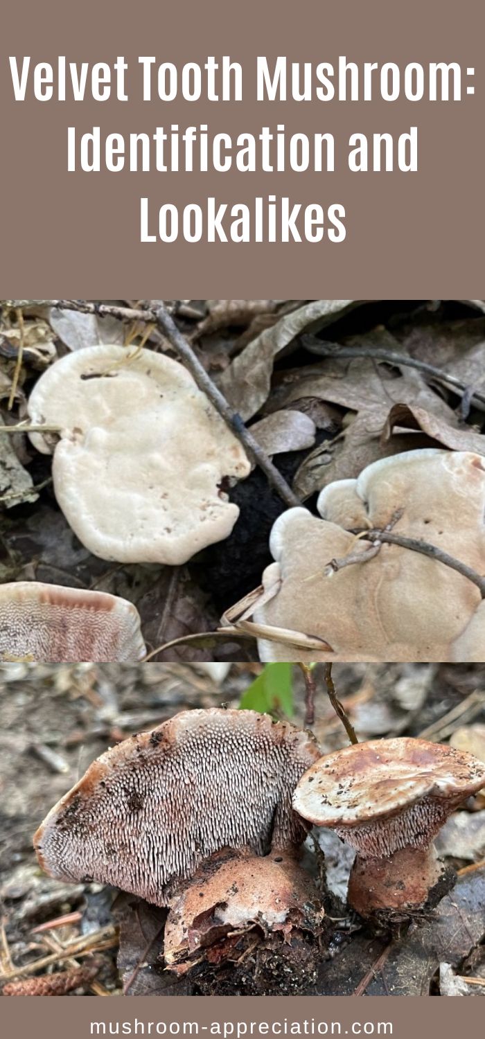 Velvet Tooth Mushroom: Identification and Lookalikes - Mushroom ...
