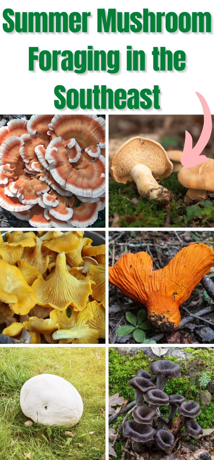 Summer Mushroom Foraging In The Southeast - Mushroom Appreciation
