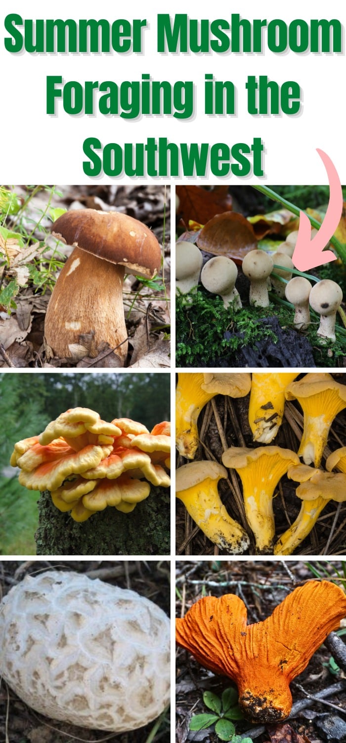 Summer Mushroom Foraging In The Southwest - Mushroom Appreciation