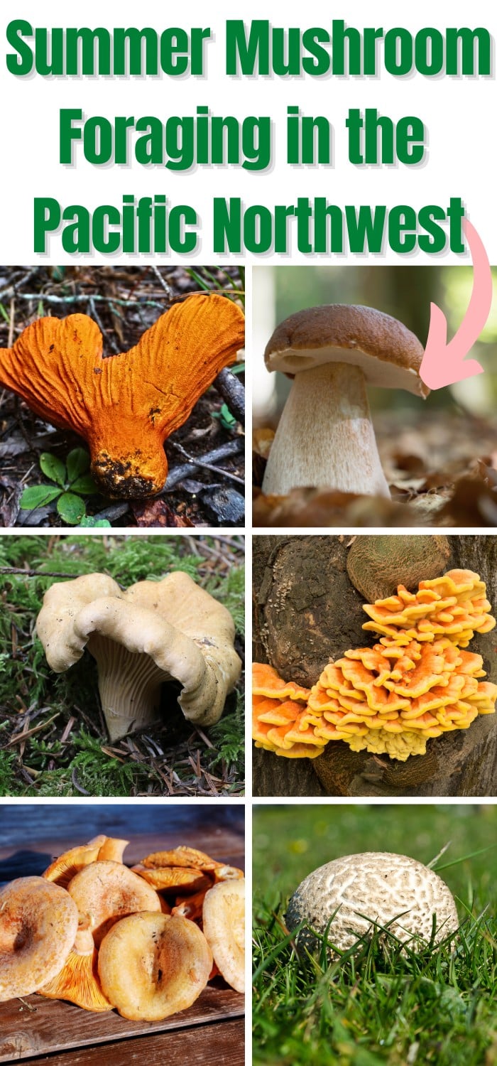 Summer Mushroom Foraging In The Pacific Northwest - Mushroom Appreciation