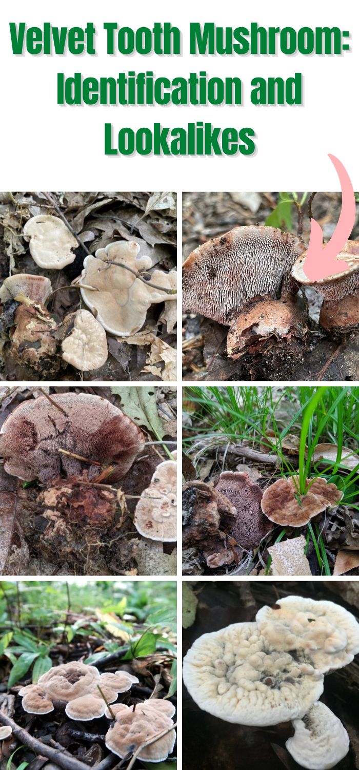 Velvet Tooth Mushroom: Identification and Lookalikes - Mushroom ...