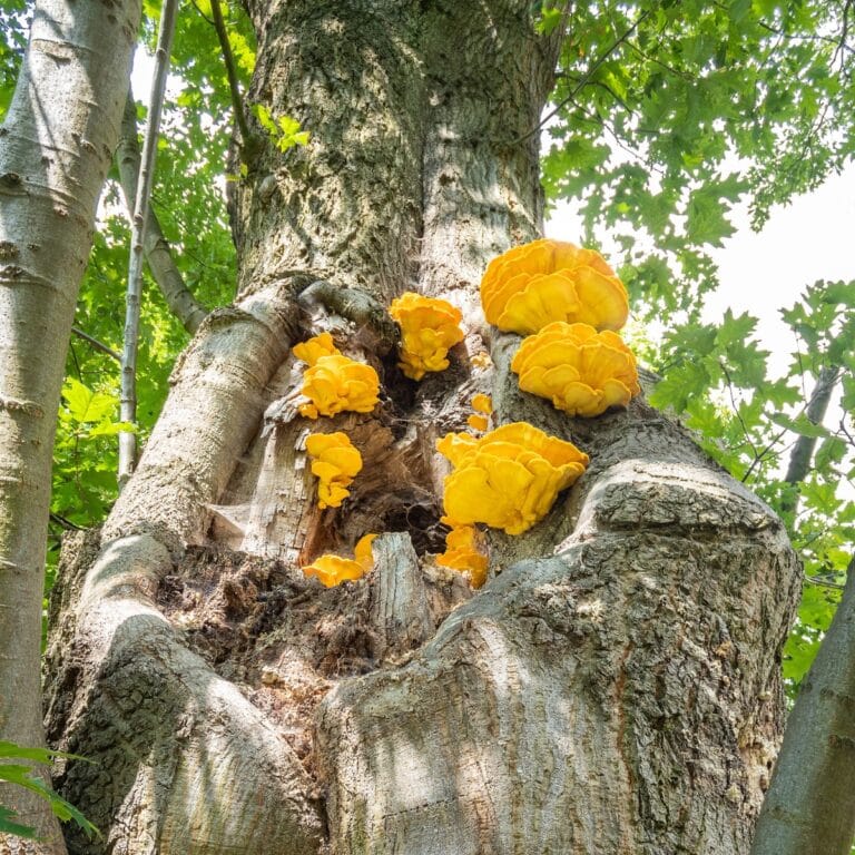 How To Grow Chicken Of The Woods Mushroom In Your Backyard - Mushroom ...