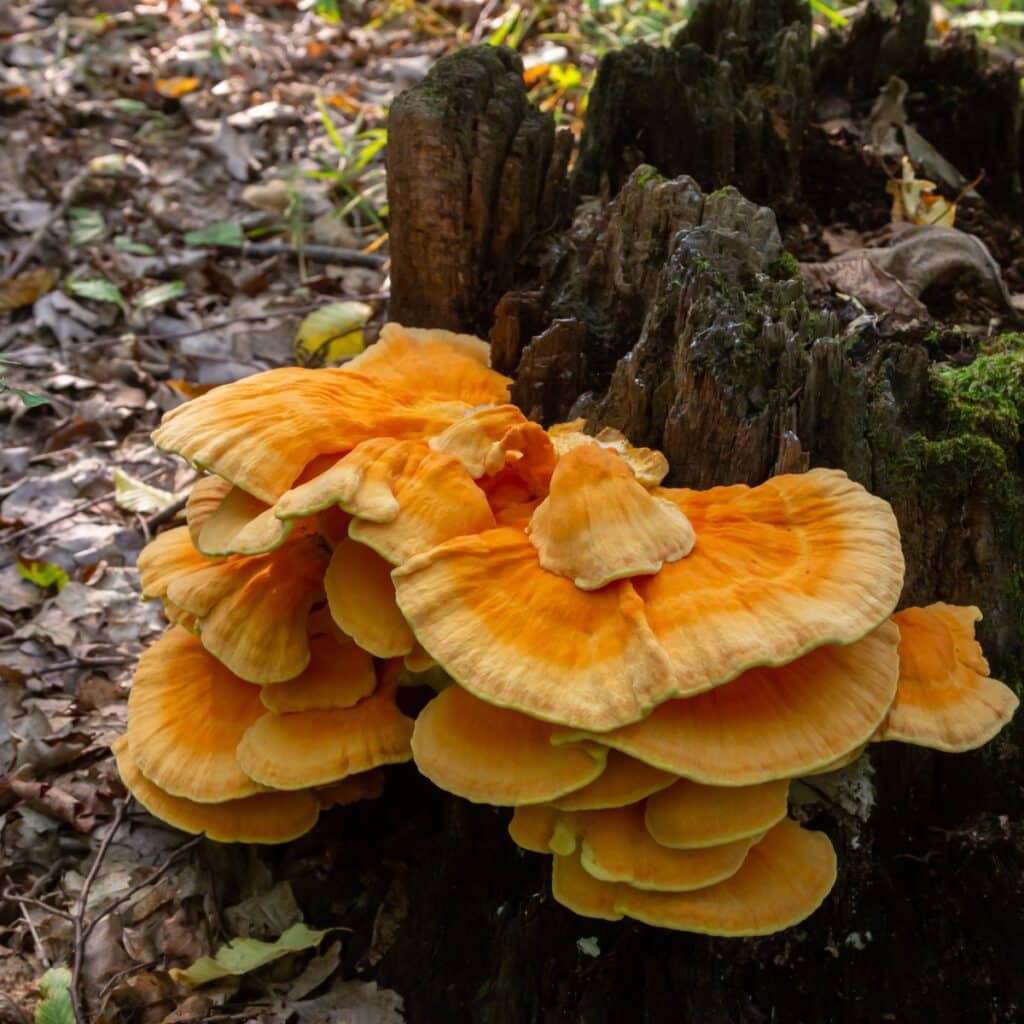 What Mushrooms Grow In Spring: A Spring Foraging Guide - Mushroom ...