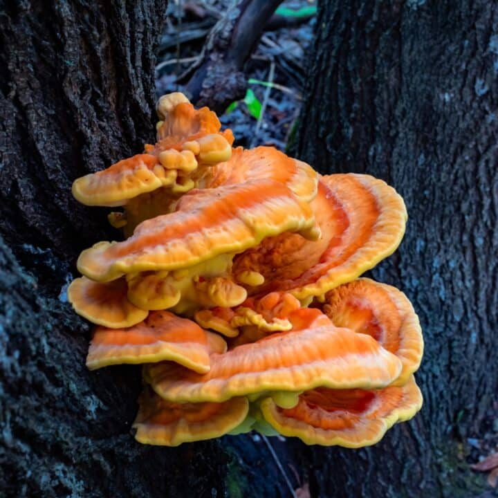 How To Forage Mushrooms Safely: Wild Mushroom Foraging Safety Guide ...