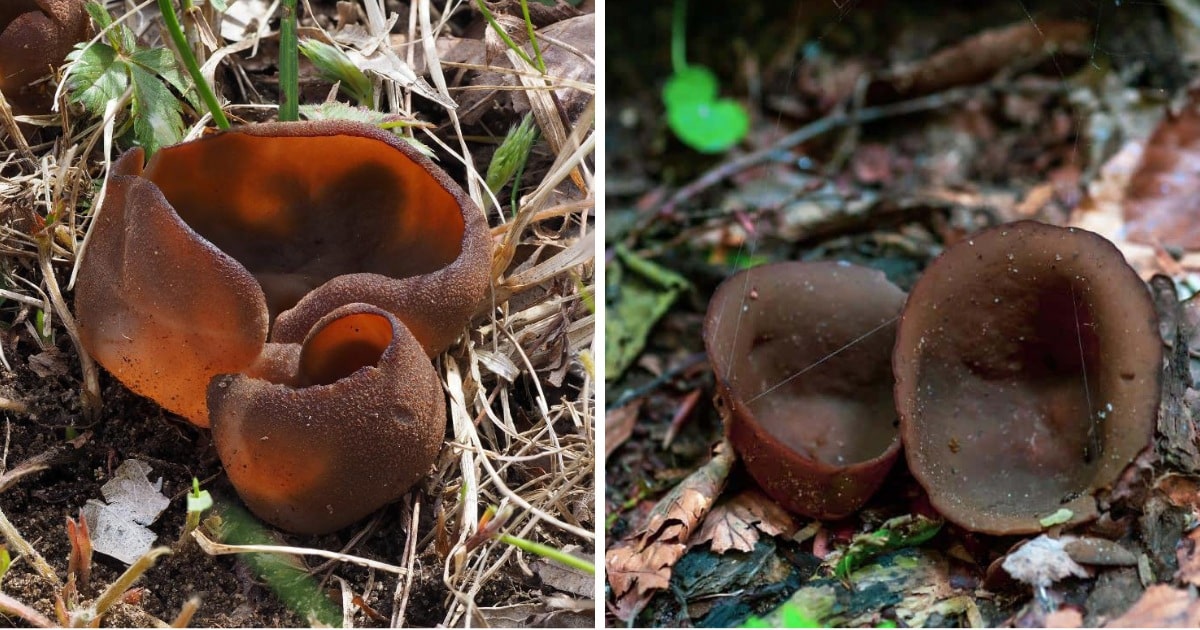 Common Brown Cup Mushroom: Identification, Lookalikes, and Edibility ...