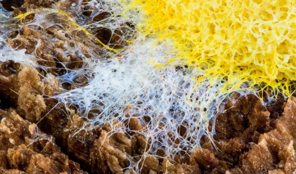 Dog Vomit Slime Mold: Comprehensive Identification Guide - Mushroom ...