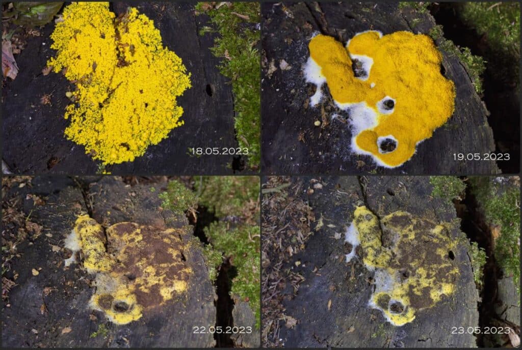 Dog Vomit Slime Mold: Comprehensive Identification Guide - Mushroom ...