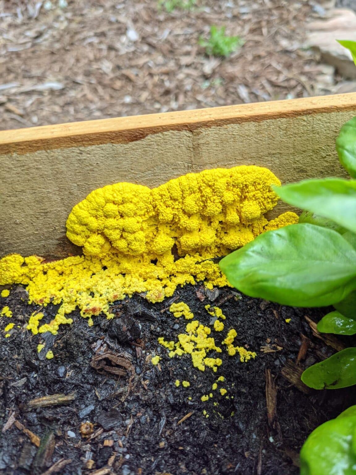 Dog Vomit Slime Mold: Comprehensive Identification Guide - Mushroom ...