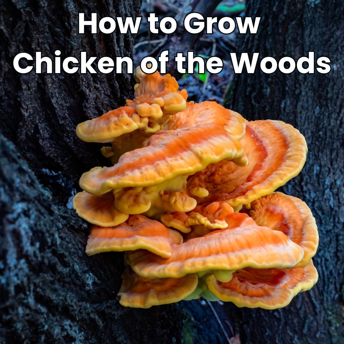 Polypores - Mushroom Appreciation