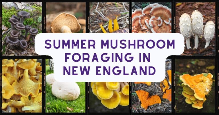 Summer Mushroom Foraging in New England - Mushroom Appreciation