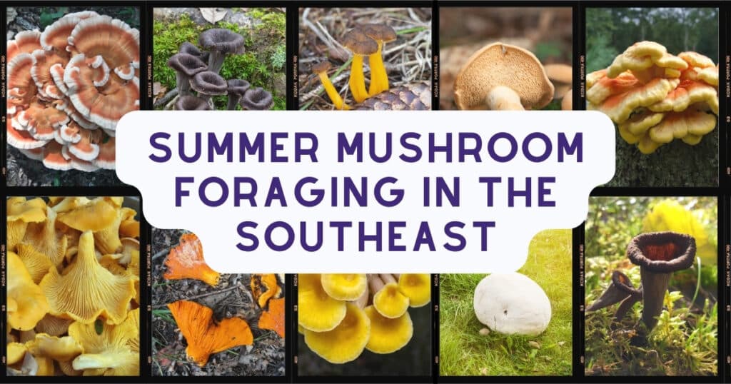 Summer Mushroom Foraging In The Southeast - Mushroom Appreciation