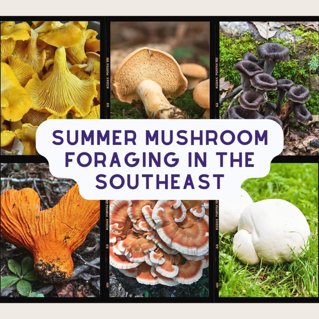 Summer Mushroom Foraging In The Southeast - Mushroom Appreciation