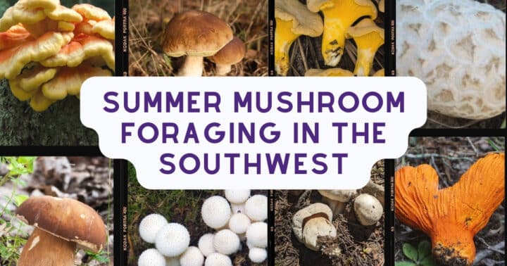 Summer Mushroom Foraging In The Southwest - Mushroom Appreciation