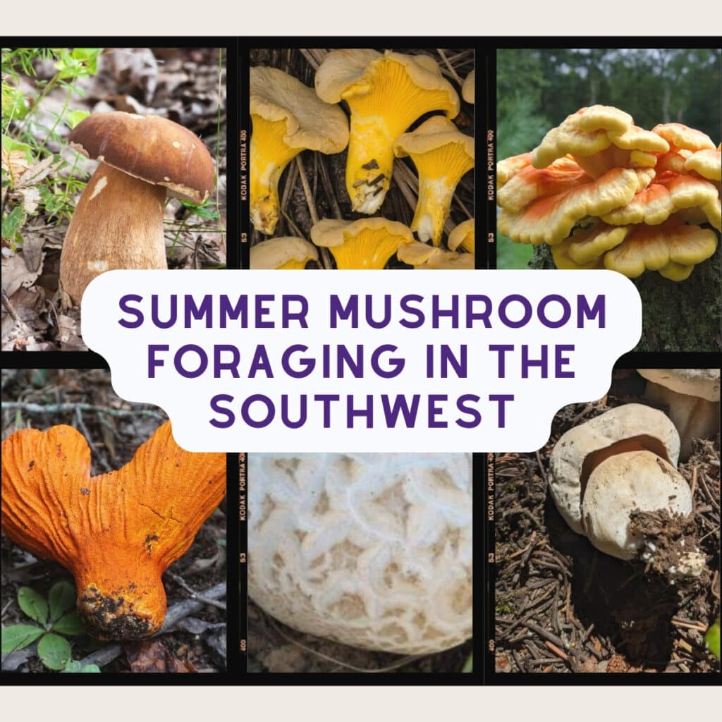 Mushroom Species - Mushroom Appreciation