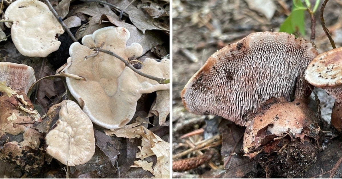 Velvet Tooth Mushroom: Identification and Lookalikes - Mushroom ...