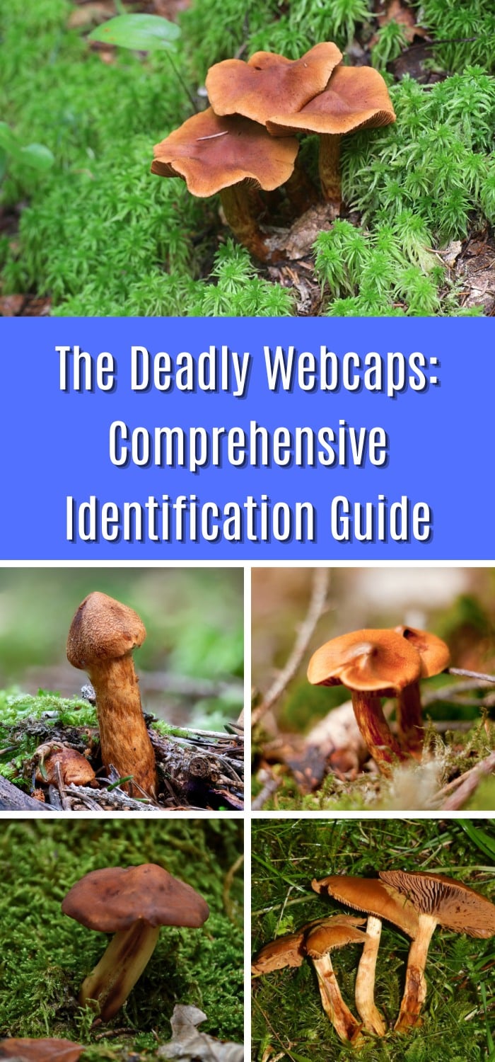 The Deadly Webcaps: Comprehensive Identification Guide - Mushroom ...