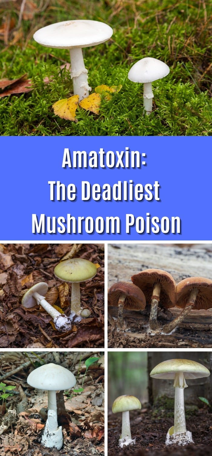 Amatoxin: The Deadliest Mushroom Poison - Mushroom Appreciation