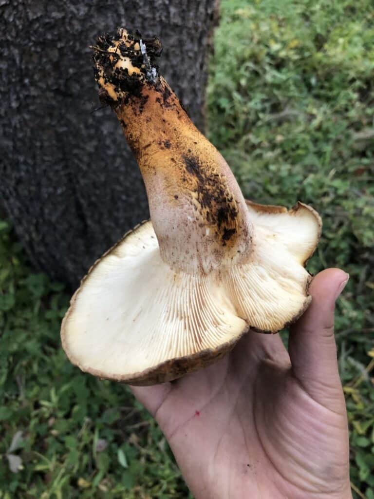 The Giant Sawgill: Identification, Lookalikes, and Edibility - Mushroom ...