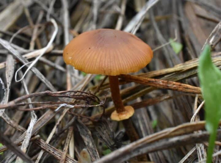Common Conecap Mushroom: Identification and Lookalikes - Mushroom ...