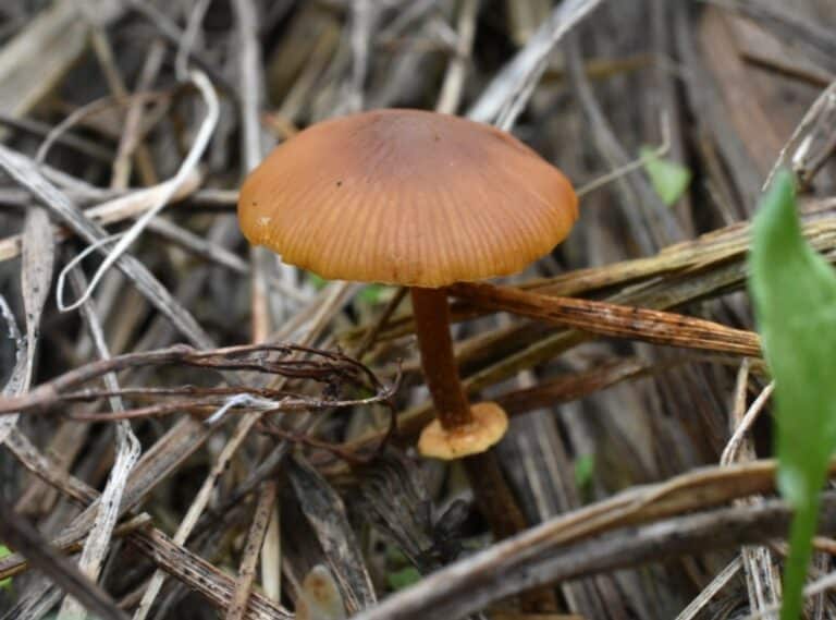 Common Conecap Mushroom: Identification and Lookalikes - Mushroom ...