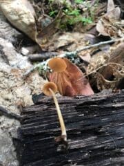 Common Conecap Mushroom: Identification and Lookalikes - Mushroom ...