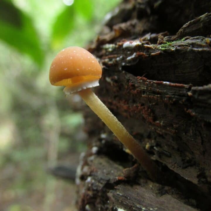 Common Conecap Mushroom: Identification and Lookalikes - Mushroom ...