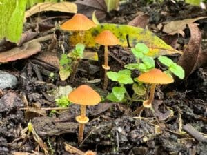 Common Conecap Mushroom: Identification and Lookalikes - Mushroom ...