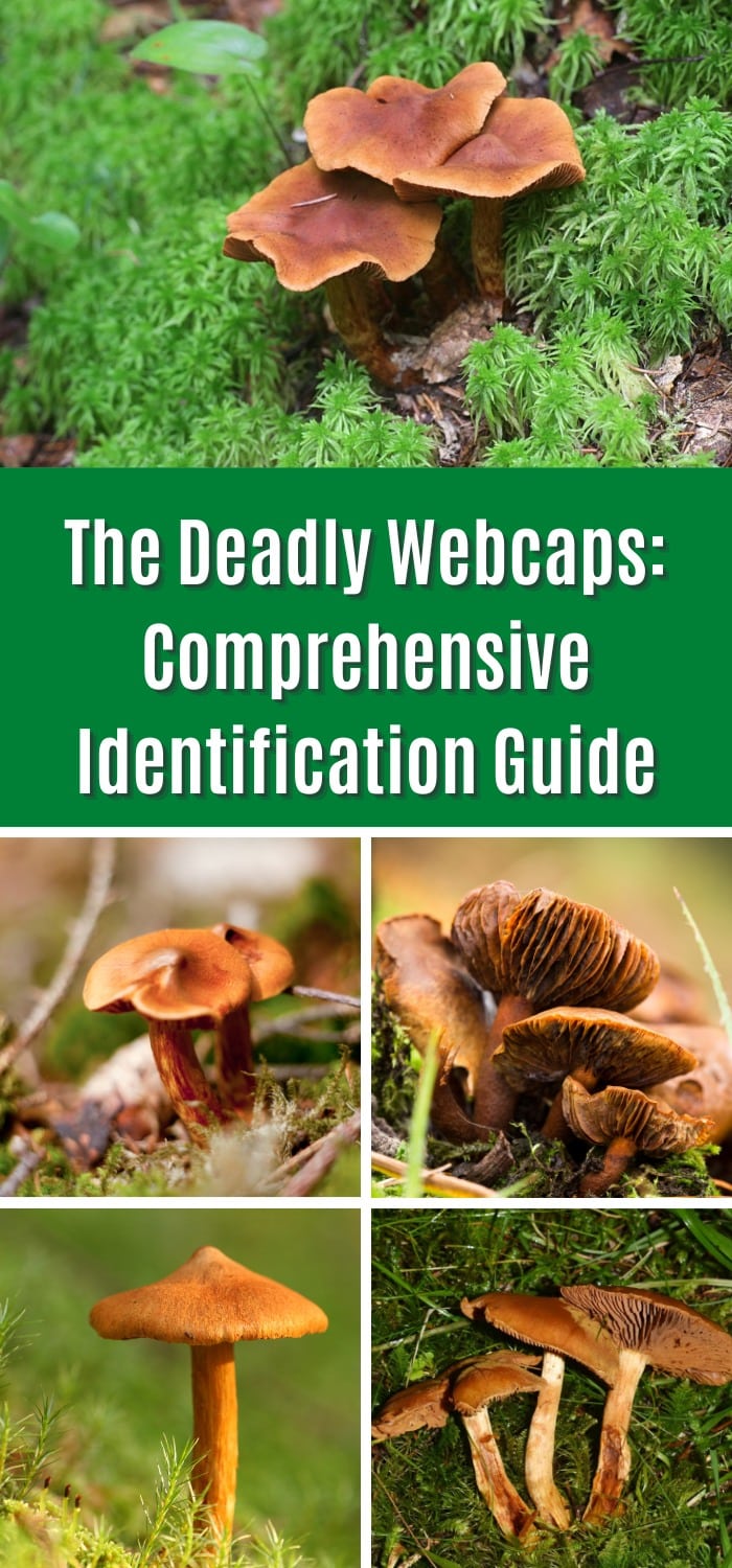 The Deadly Webcaps: Comprehensive Identification Guide - Mushroom ...