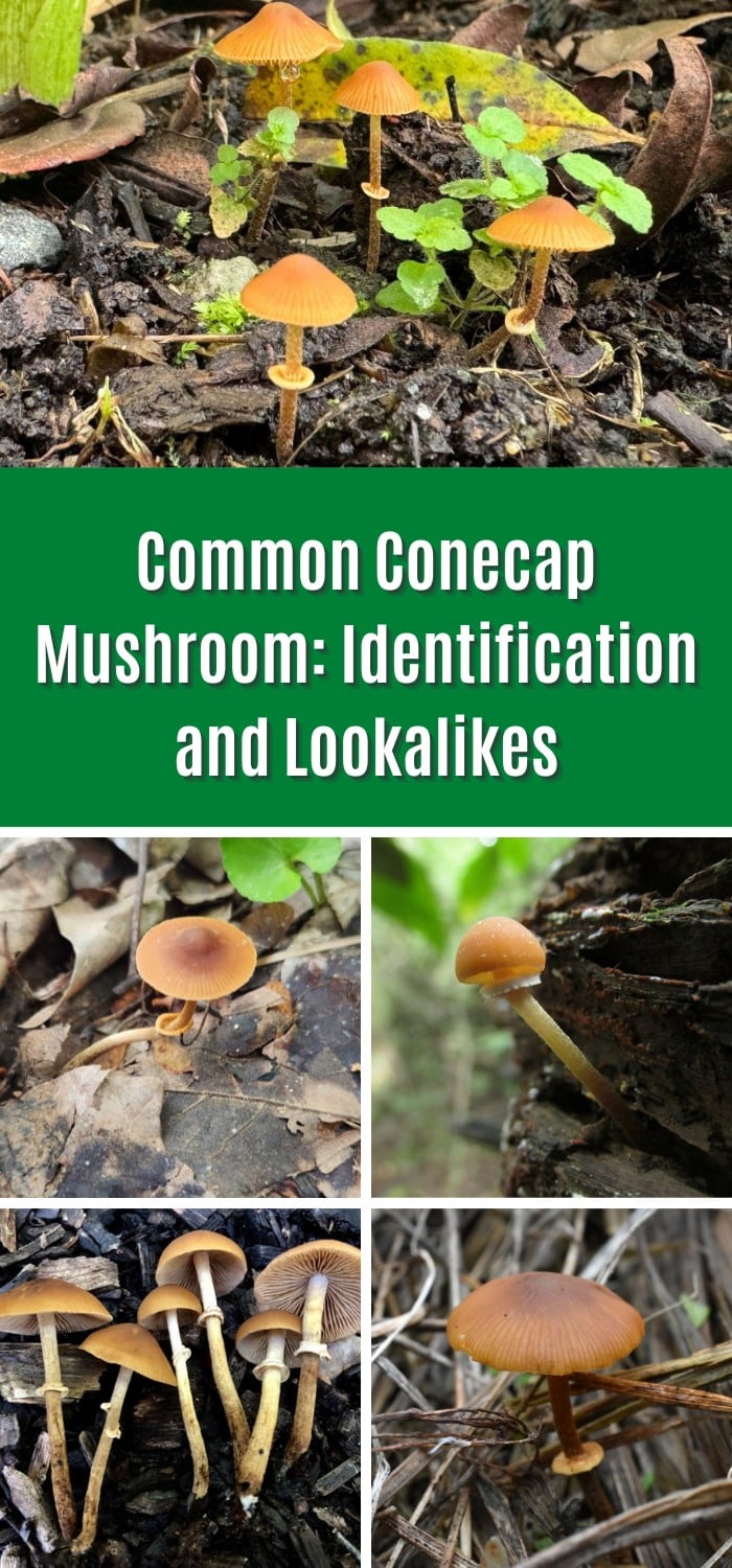 Common Conecap Mushroom: Identification and Lookalikes - Mushroom ...