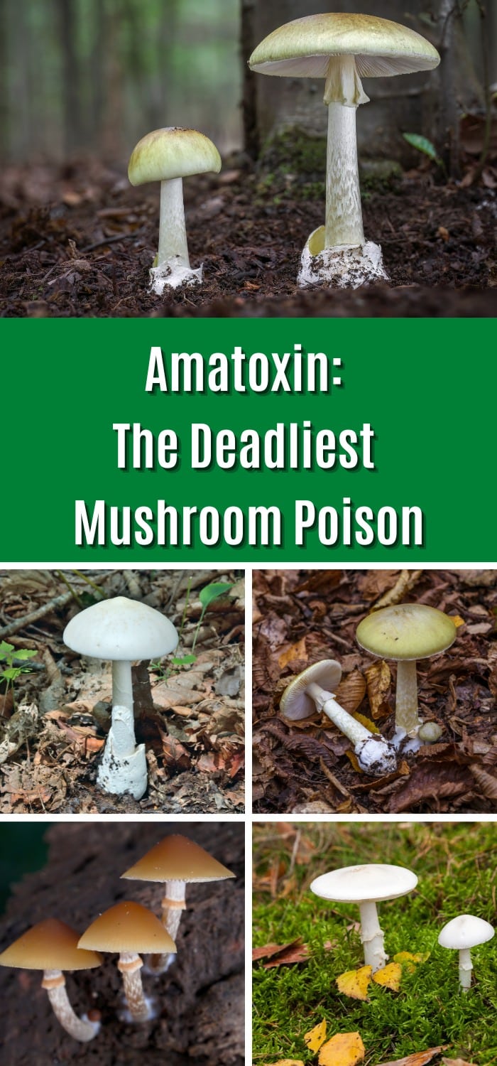 Amatoxin: The Deadliest Mushroom Poison - Mushroom Appreciation