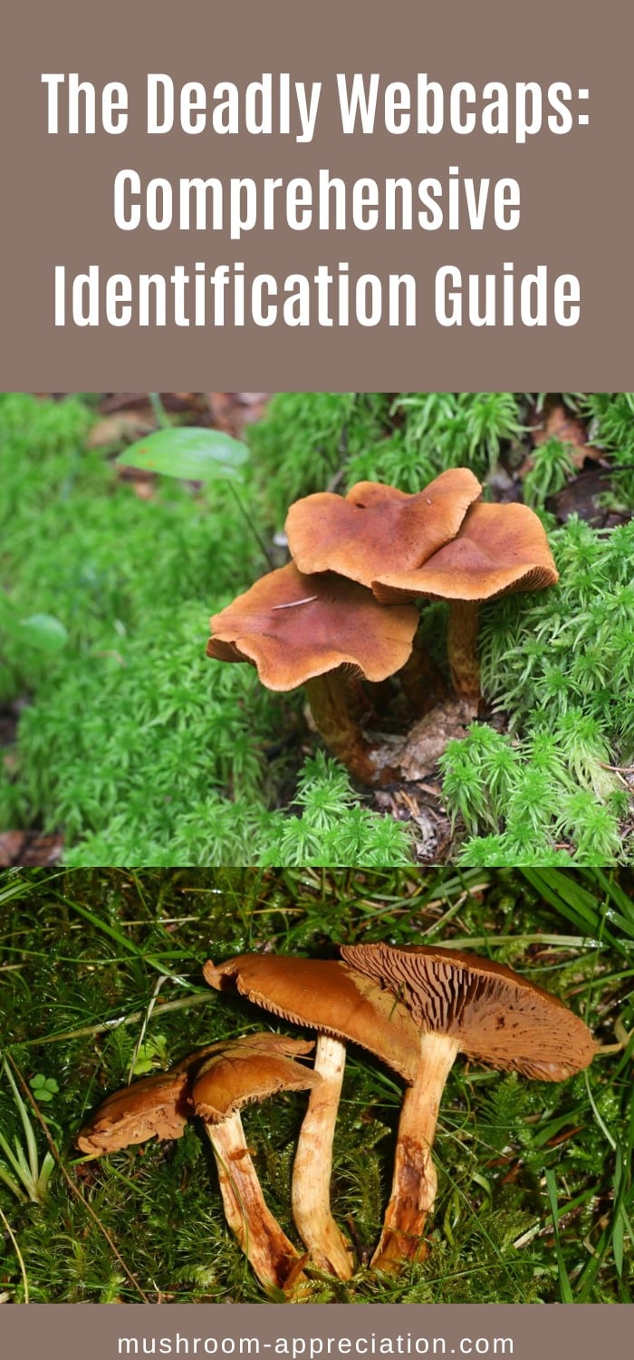 The Deadly Webcaps: Comprehensive Identification Guide - Mushroom Appreciation