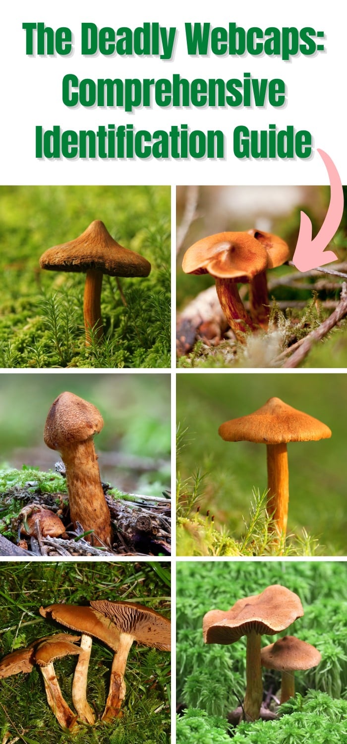 The Deadly Webcaps: Comprehensive Identification Guide - Mushroom ...