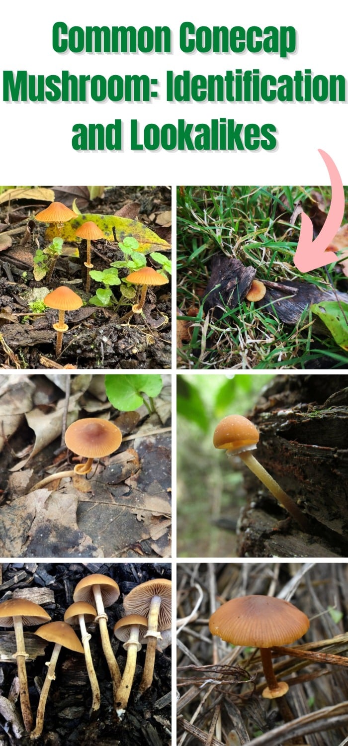 Common Conecap Mushroom: Identification and Lookalikes - Mushroom ...